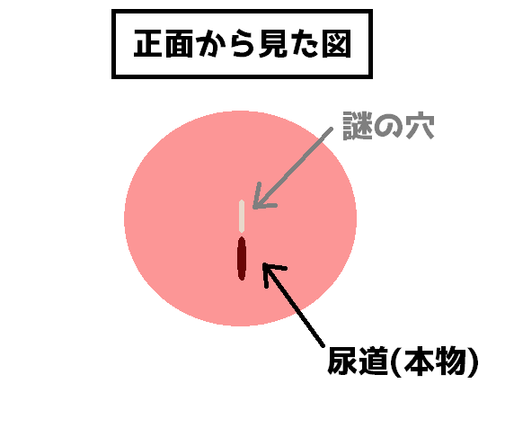 僕のおちんちんには穴が二つある。 Dlチャンネル みんなで作る二次元情報サイト！